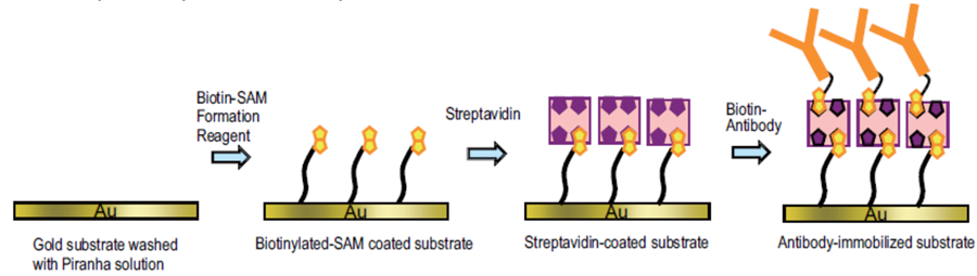 Biotin-SAM Formation Reagent B564 manual | DOJINDO