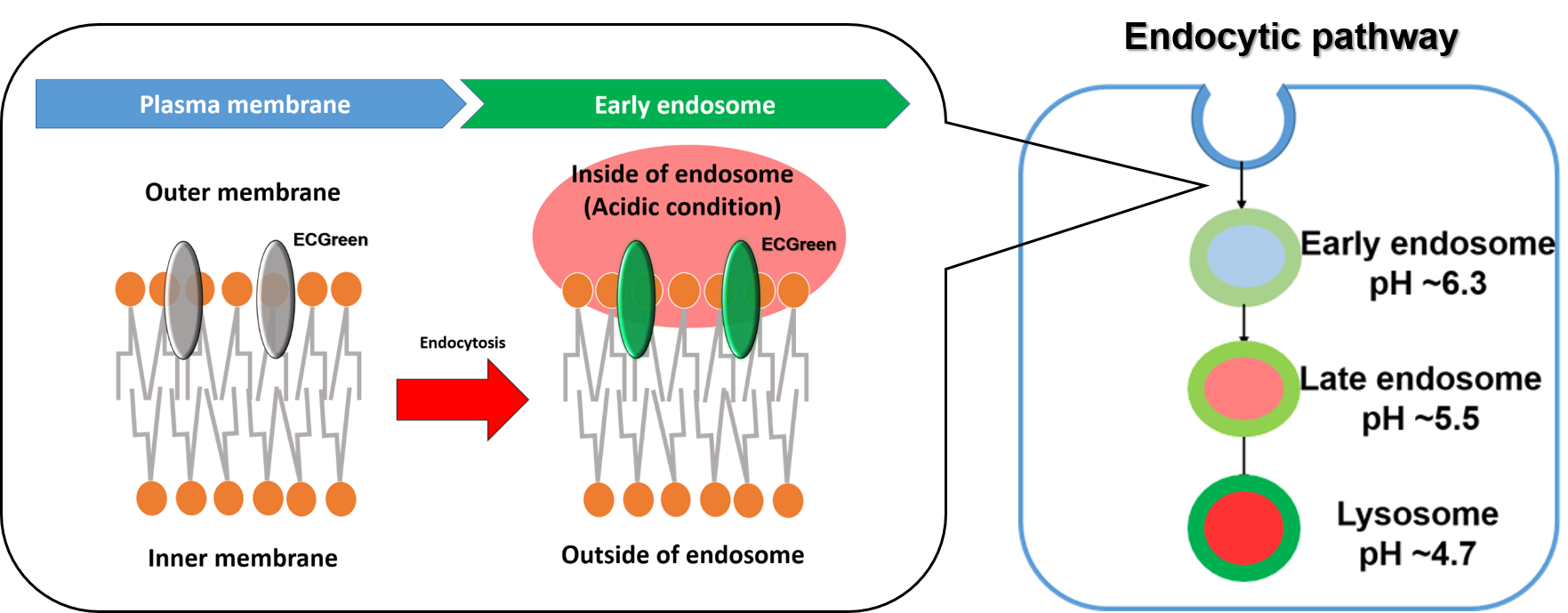 Endocytosis Detection ECGreen-Endocytosis Detection Dojindo